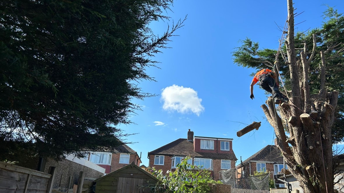 Tree Pruning Methods - Ideal Tree Services