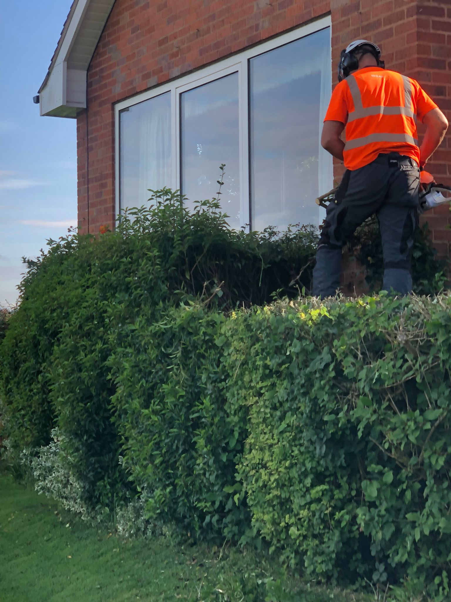 Hedge Cutting - Ideal Tree Services